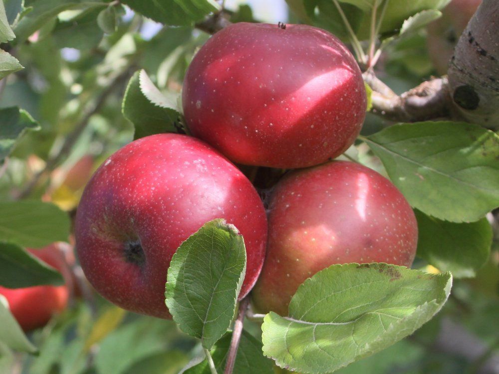 Baldwin Apples – Michael Carver — Historical Interpreter/Reenactor