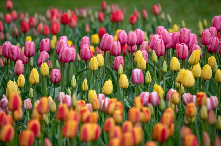 Economic Crash — Tulip Mania – Michael Carver — Historical Interpreter/Reenactor