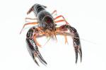 The Cockroach of the Sea – Michael Carver — Historical Interpreter ...